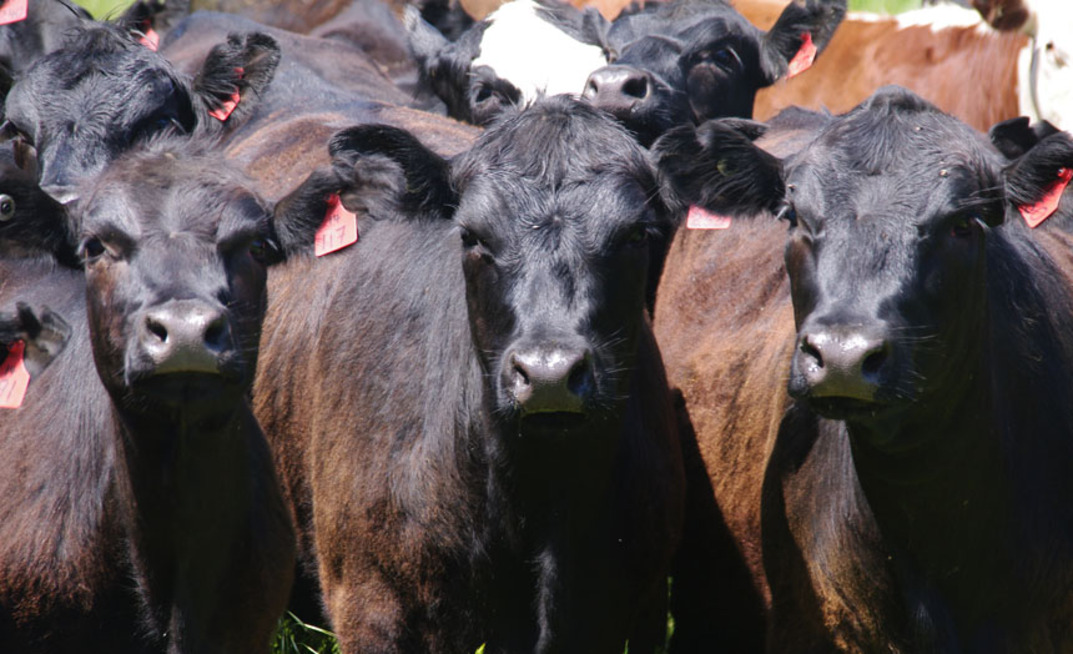 Vietnam delegation studies Queensland beef