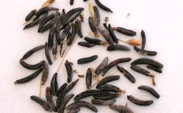 Top tips for managing changes to ergot limits in grain | Farm News ...