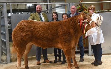 Red Ruby leads Skipton prime cattle trade | Farm News | Farmers Guardian