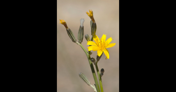 Skeleton weed program makes headway