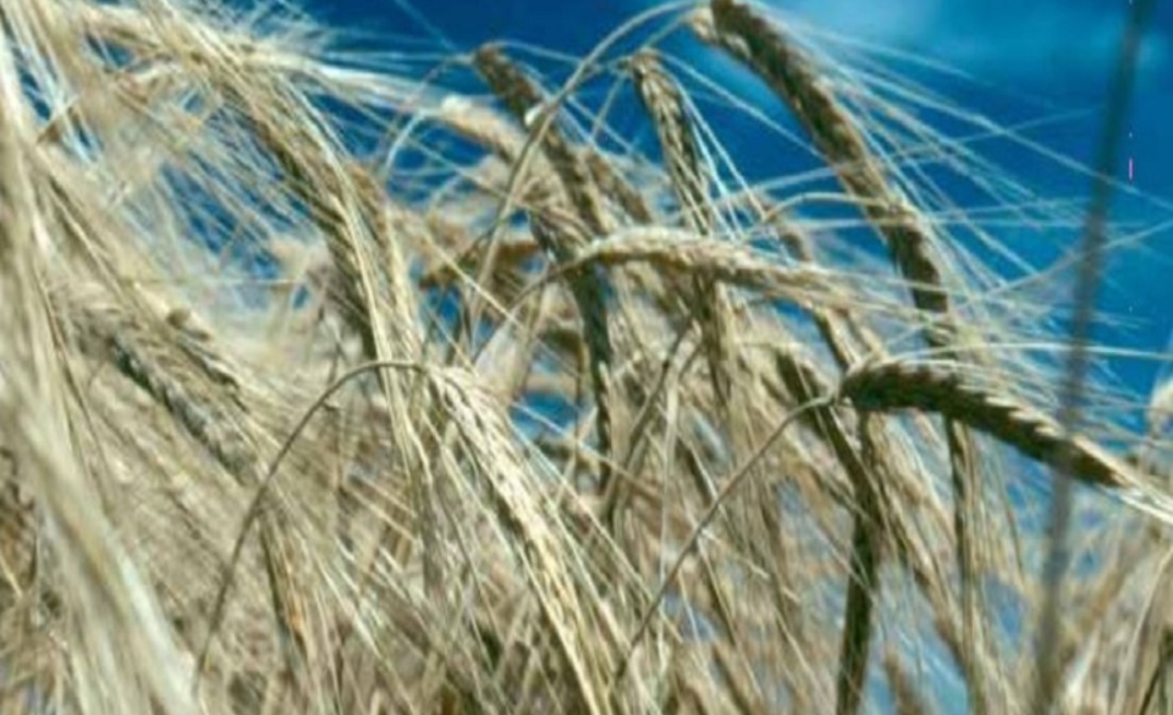 Two new barley varieties get the nod