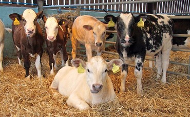 Use of ultrasound scanning in pneumonia detection | Farm News | Farmers ...