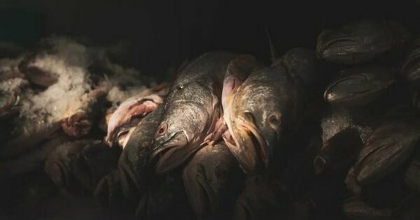 Dead fish breathes new life into the evolutionary origin of fins and ...
