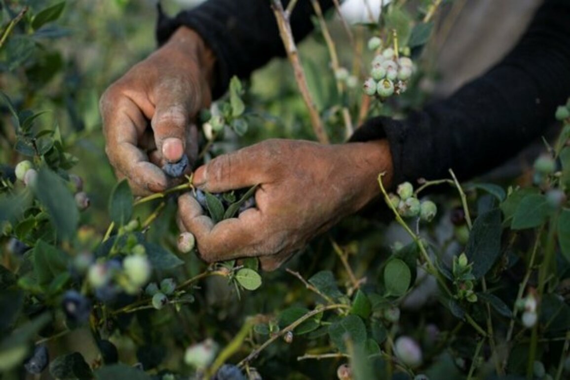 Australian blueberry breaks world record as heaviest ever