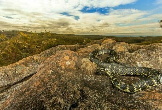 Warm winters are waking snakes early. Here's what that means for them ...