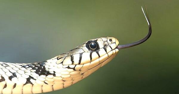 Emergency landing after Malaysian flight finds snake on board
