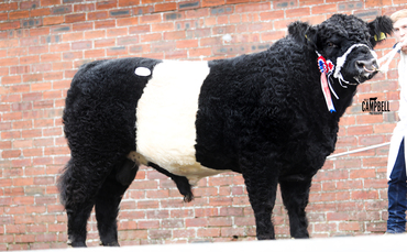Belted Galloway breed record smashed at Castle Douglas | Farm News ...