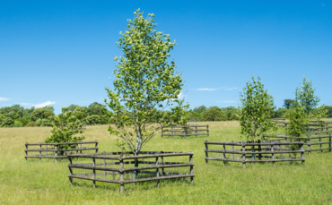 Benefits of tree planting | Farm News | Farmers Guardian