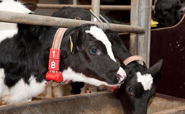 The importance of rumen development | Farm News | Farmers Guardian