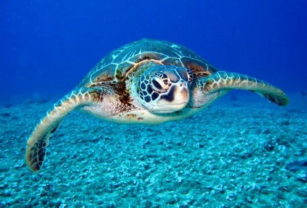 Sharjah aquarium releases 8 endangered turtles back to their natural ...