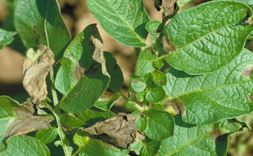 'Fight Against Blight' to continue for 2022 season | Farm News ...