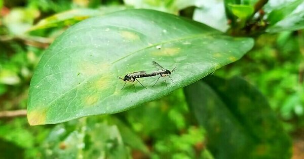 Making sex deadly for insects could control pests that carry disease ...