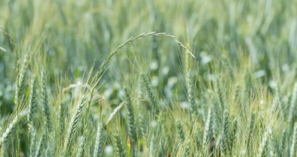 Ground breaking ryegrass genome research to benefit growers