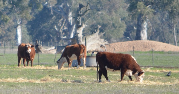 Make sure cattle eye cancer is correctly identified