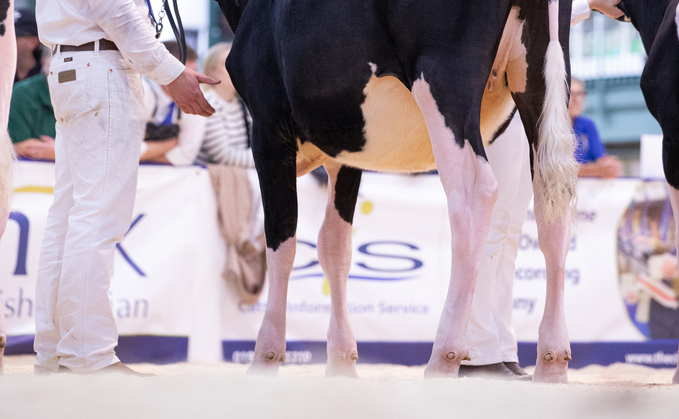 All Breeds All Britain Calf Show Holstein judges announced | Farm News ...