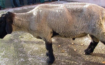 Act now against Johne's disease in sheep | Farm News | Farmers Guardian