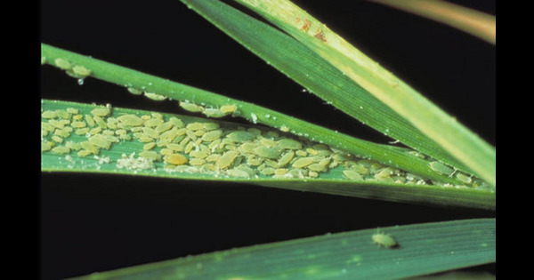 Russian wheat aphids detected in parts of WA