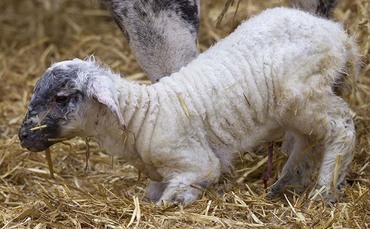 Antibiotic resistance found in watery mouth bacteria | Farm News ...