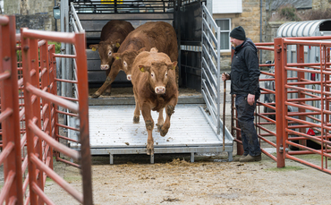 Live auctions bringing welcome boost to farmer profits, says LAA | Farm ...