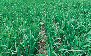 How to get the most from spring oats | Farm News | Farmers Guardian
