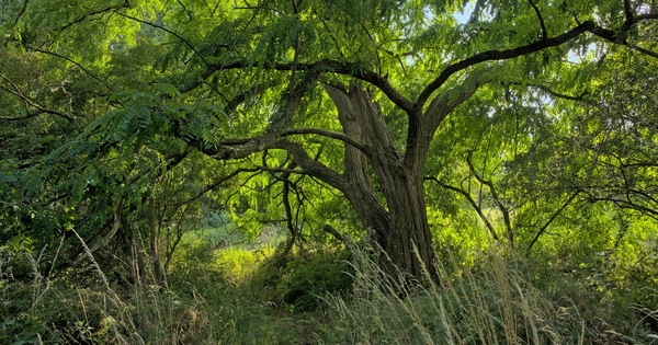 Scientists use plants to absorb toxic metal waste
