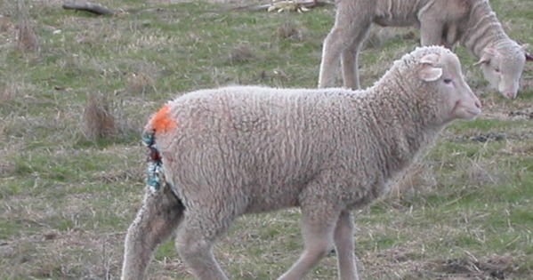 Taking the pain out of lamb marking