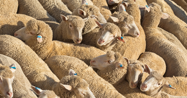 Sheep and lamb slaughter rates hit record high