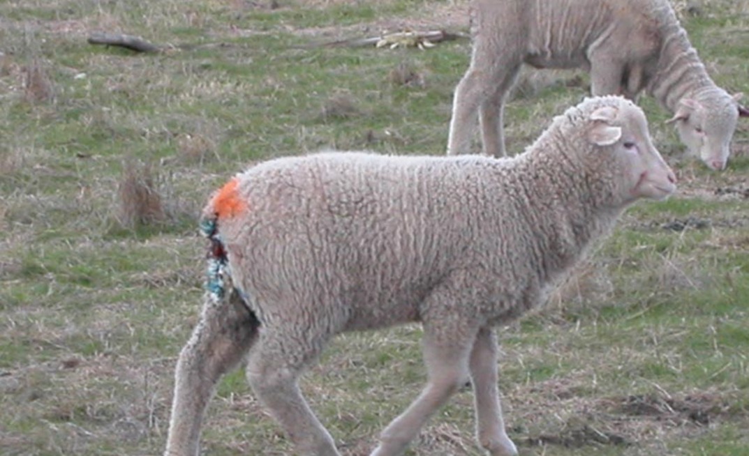 Taking the pain out of lamb marking