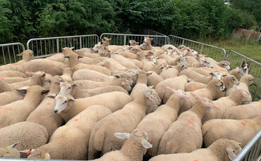 Positive outlook for lamb as numbers remain tight | Farm News | Farmers ...