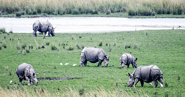 Rhino roaming in Majuli sparks concern among locals; forest officials ...