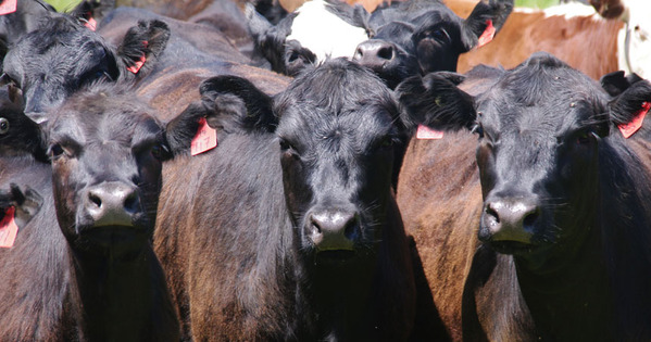 Vietnam delegation studies Queensland beef