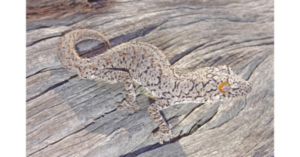 What does 'Net Positive Impact on Biodiversity' mean for a mining project?