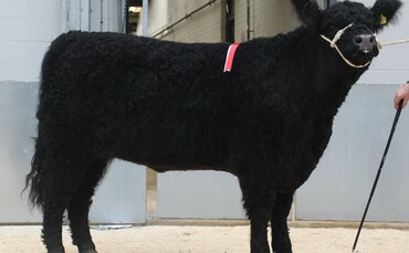 Galloway female record set at Carlisle for champion | Farm News ...