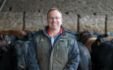 Herefordshire farmer increases stock numbers by undersowing maize with ...