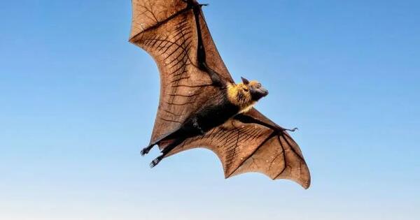 California teacher dies of rabies after bat bites her in classroom