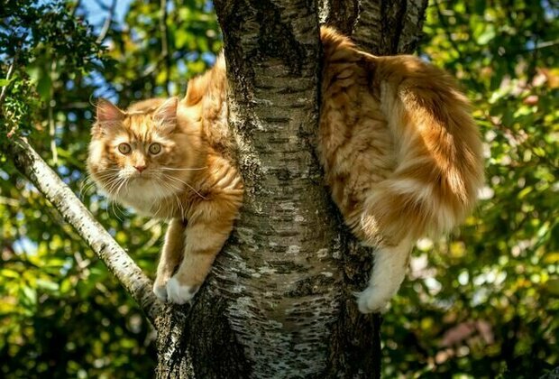 Ginger, tortie, calico - the mystery gene responsible for orange colour ...