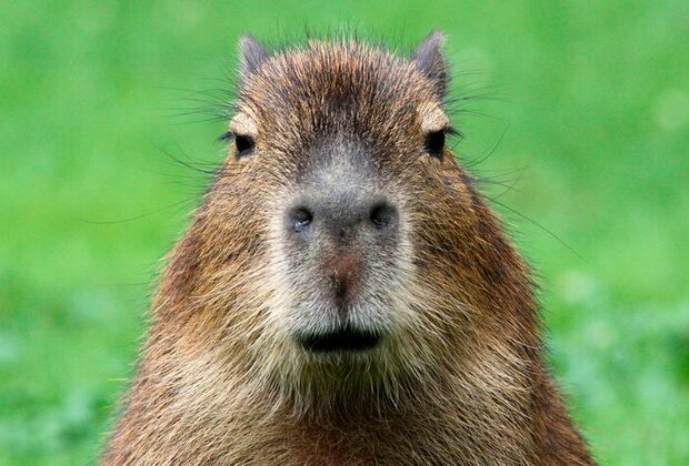 This Capybara viral track was made by a Russian student