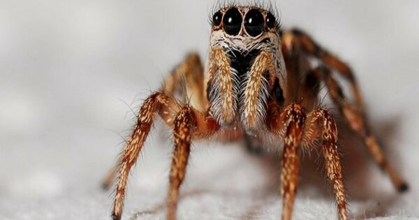 Hurricanes drive evolution of more aggressive spiders: Study