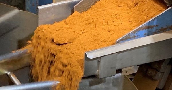 Nico's Shellabear keeping nickel faith alive