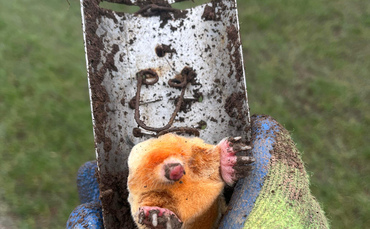 Best practice for mole catching | Farm News | Farmers Guardian