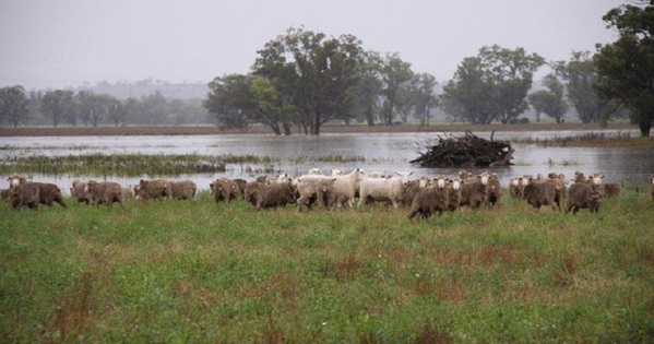 Flood assistance available to primary producers