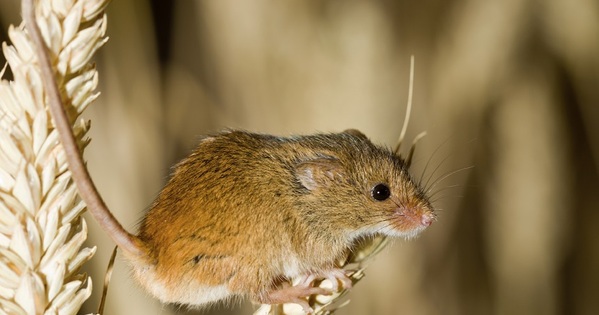 Statewide forum to help farmers manage spring mice surge
