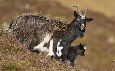 Scottish Parliament set to rule on wild goat petition | Farm News ...