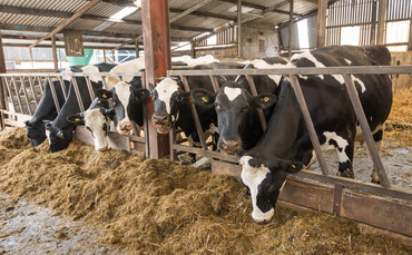Transition cow management: Getting dry period nutrition right | Farm ...