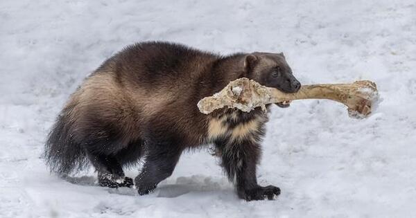 Wolverines could return, as early as 2026