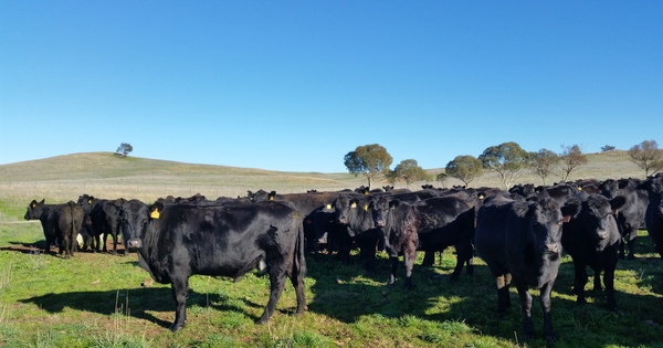 Optimism grows in Australian beef sector