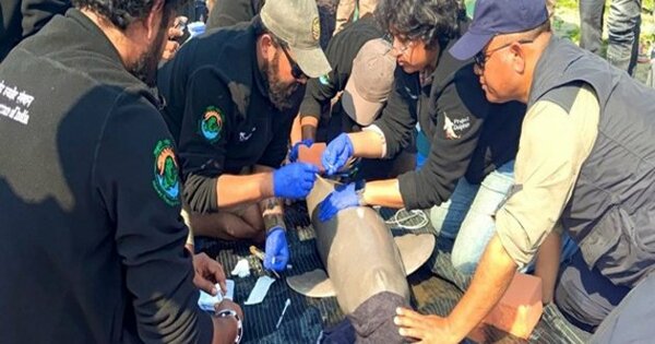India conducts first-ever Ganges River Dolphin tagging in Assam