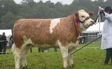 Simmental crowned champion despite downpours at Royal Lancashire Show ...