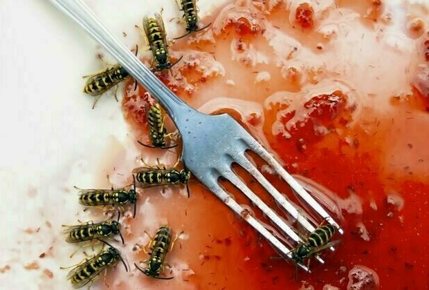 What to do when wasps crash your picnic - a scientist's guide to dining ...
