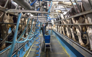 Identifying problems early in the milking routine improves herd health ...